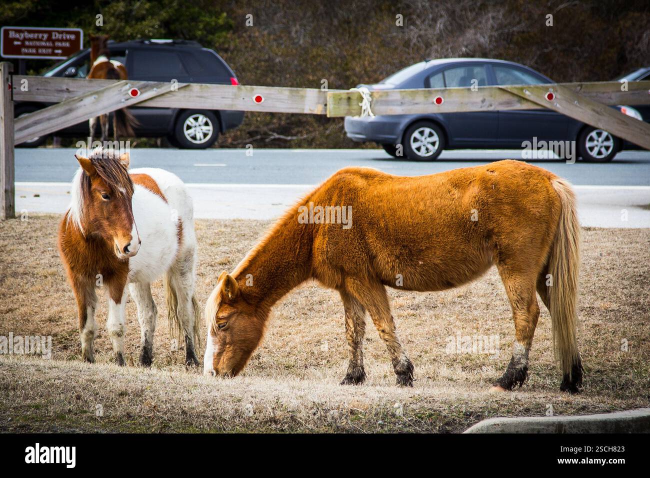 Ponies and graze hi-res stock photography and images - Alamy