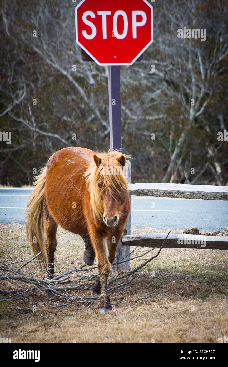 Pony near stop sign, crossing road Stock Photo - Alamy