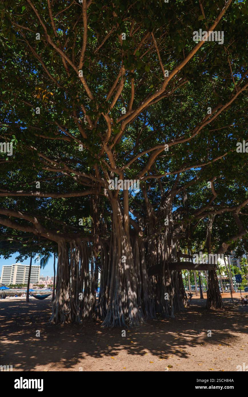Large Banyan Tree with Aerial Roots in Urban Hawaii Setting Stock Photo ...