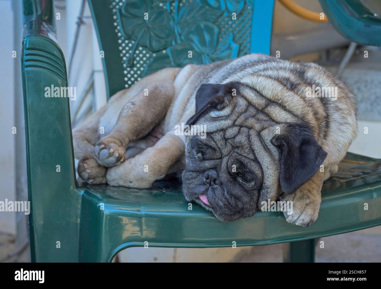 Mops schläft auf Stuhl in Kaohsiung, Taiwan *** Pug sleeping on chair ...