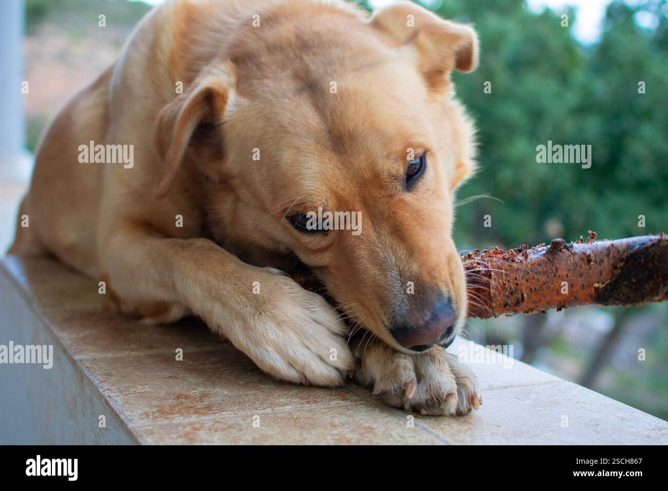 Dog chewing on a stick: labrador retriever enjoying a treat outdoors ...