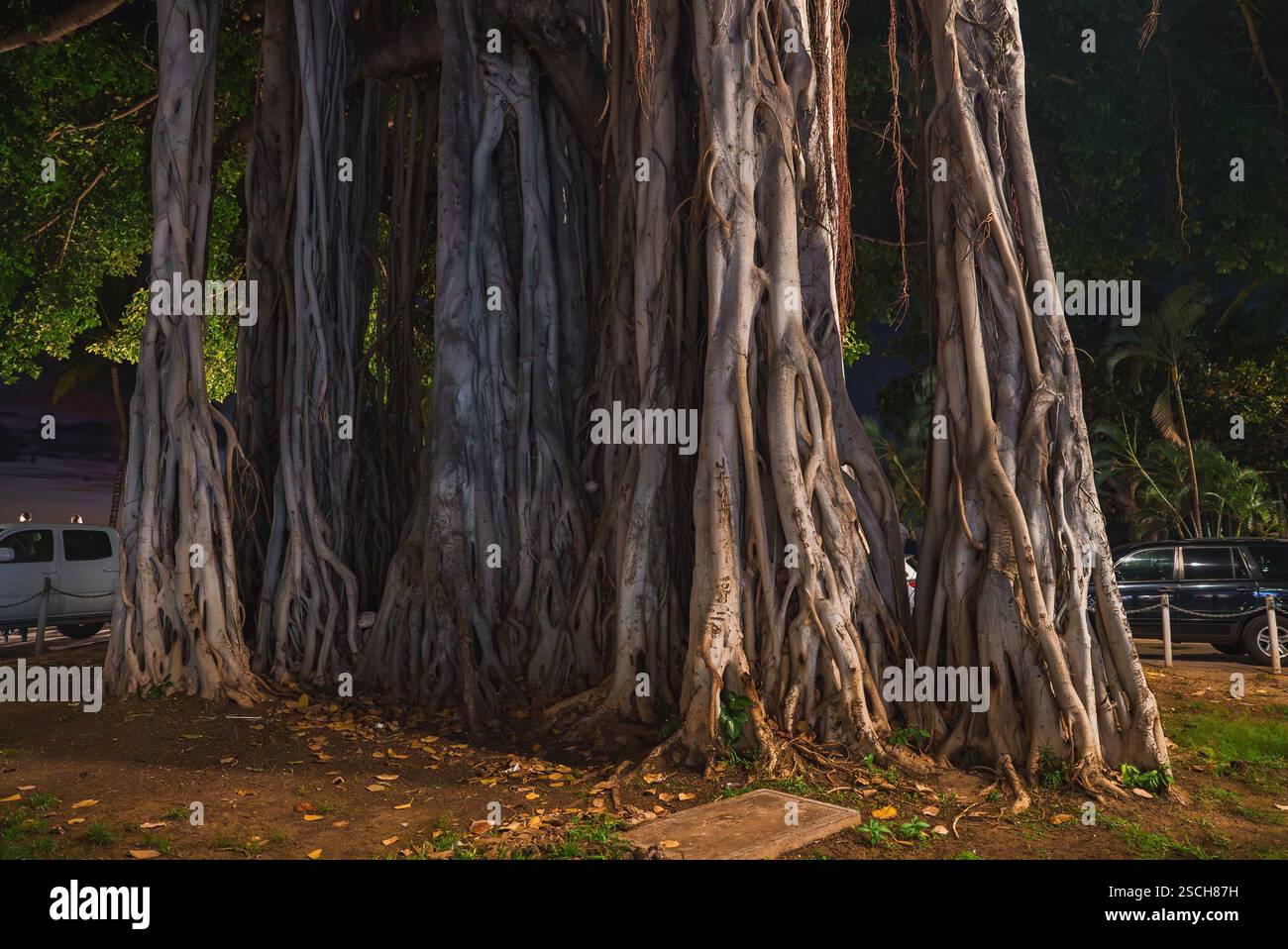 Illuminated Banyan Tree with Sprawling Roots at Night in Hawaii Stock ...