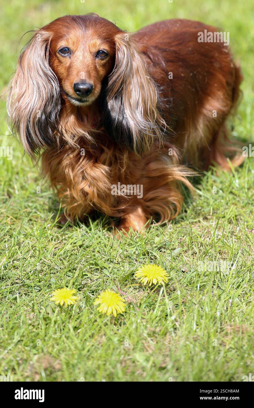 Hund in haltung hi-res stock photography and images - Alamy
