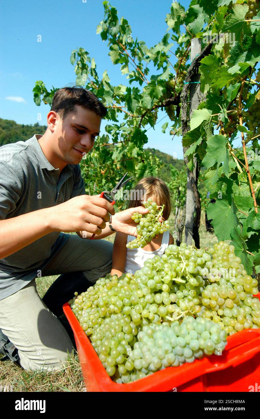 pruning or wine harvest on a vineyard, cutting off grapes pruning or ...