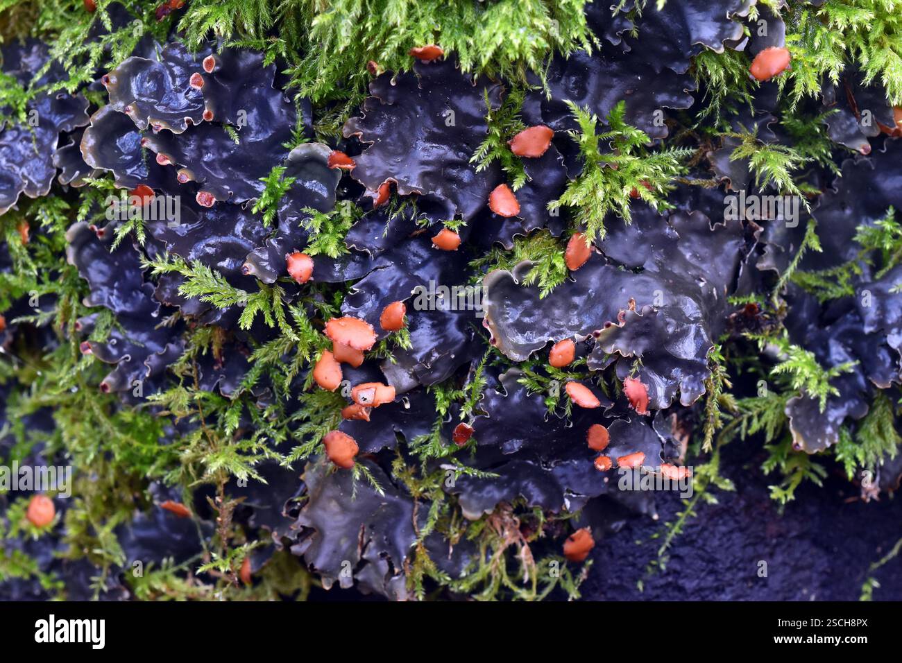 The foliose lichen Peltigera horizontalis in a forest Stock Photo - Alamy