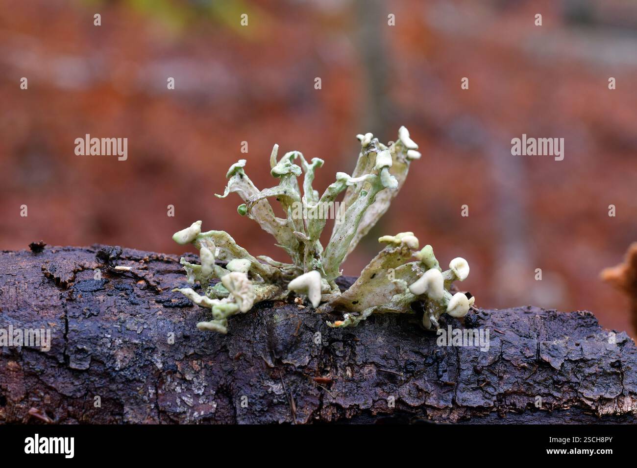 The fruticose lichen Ramalina farinacea on a branch Stock Photo - Alamy