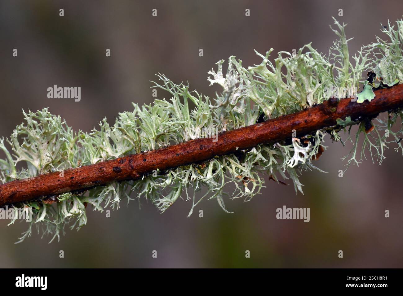The fruticose lichen Evernia prunastri on a tree branch Stock Photo - Alamy