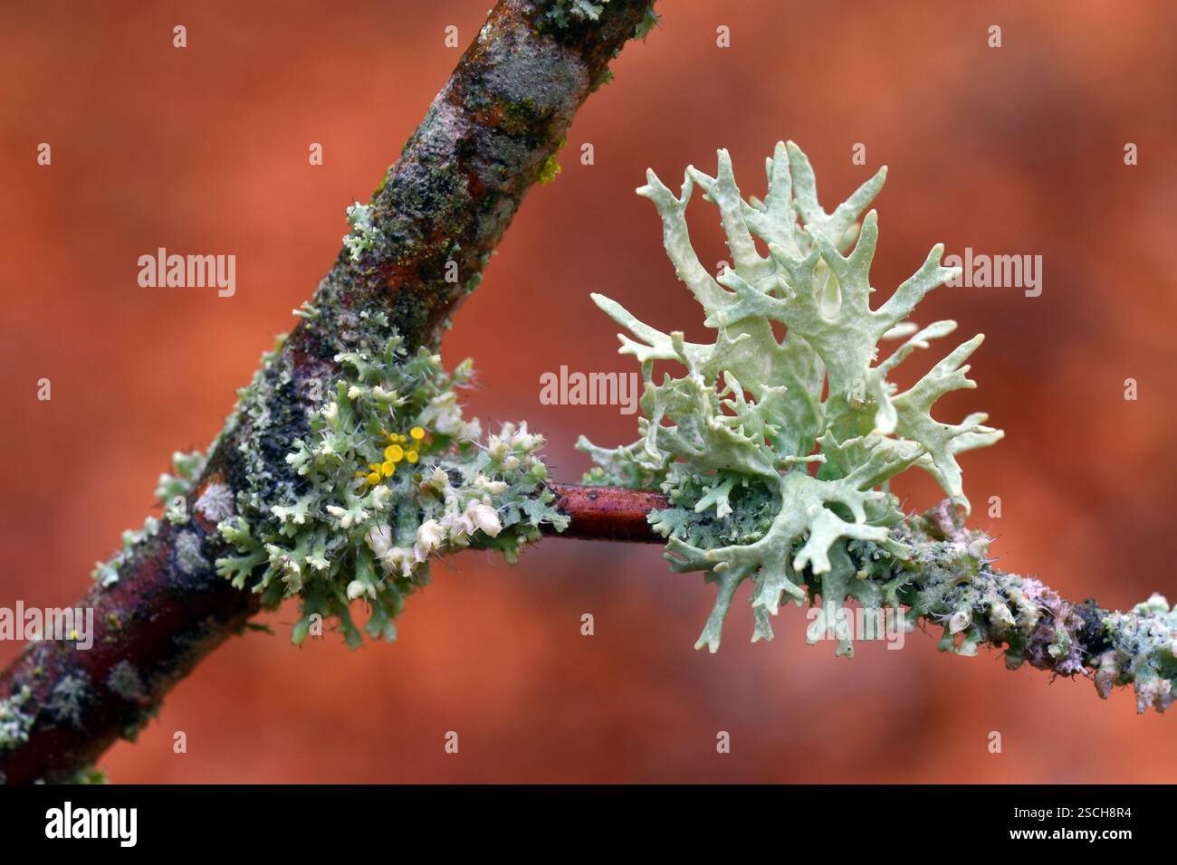 The fruticose lichen Evernia prunastri on a tree branch Stock Photo - Alamy