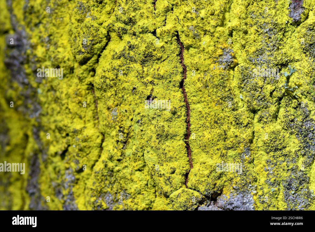 The yellow crustose or leprose lichen Chrysothrix candelaris Stock ...