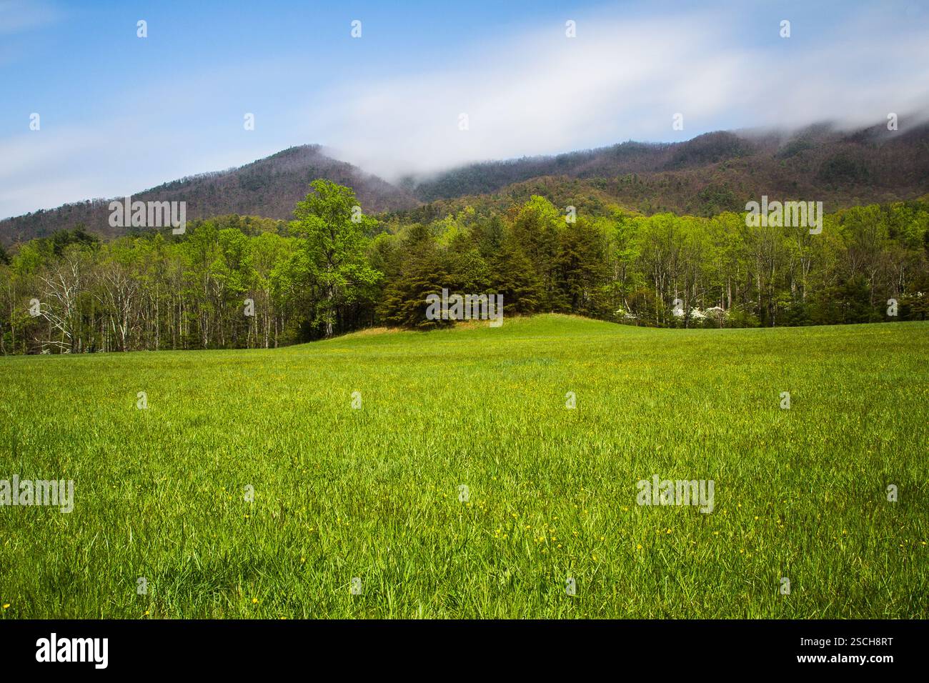 Fresh green meadow mountains trees hi-res stock photography and images ...