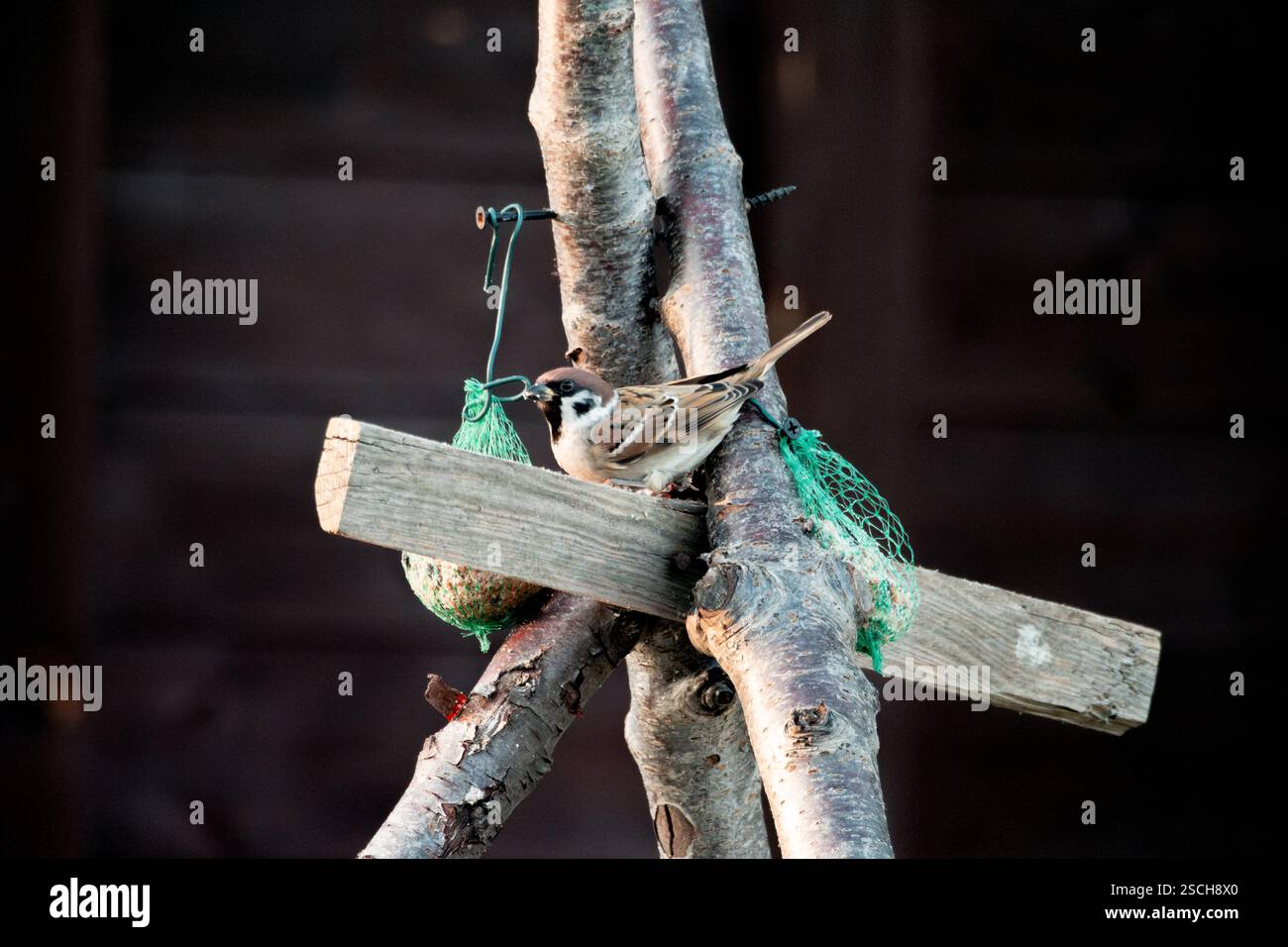Wrobel polny hi-res stock photography and images - Alamy