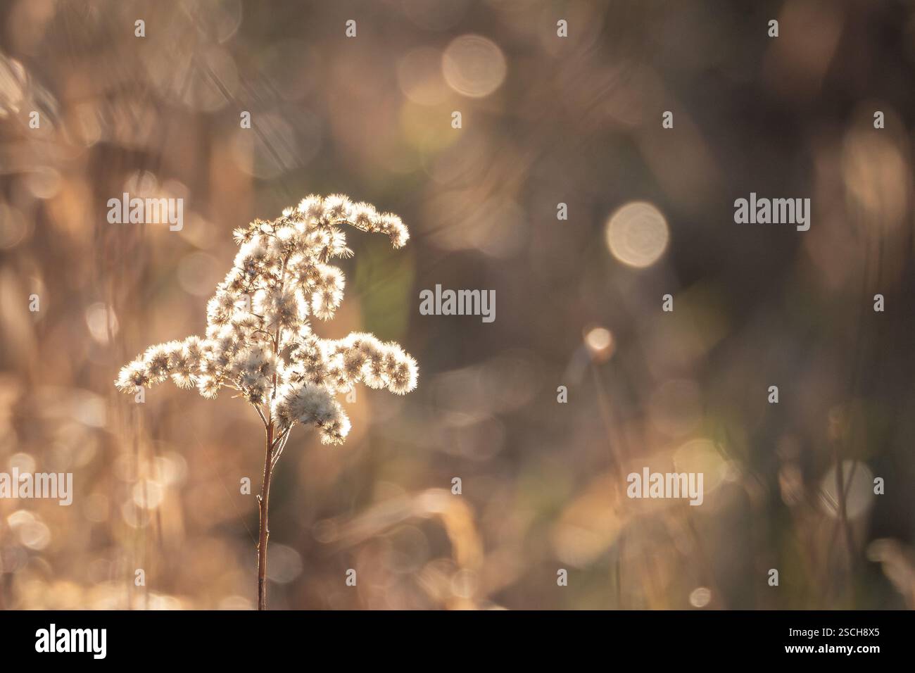 Golden reed in sunlight. Natural background, banner. Bokeh effect Stock ...