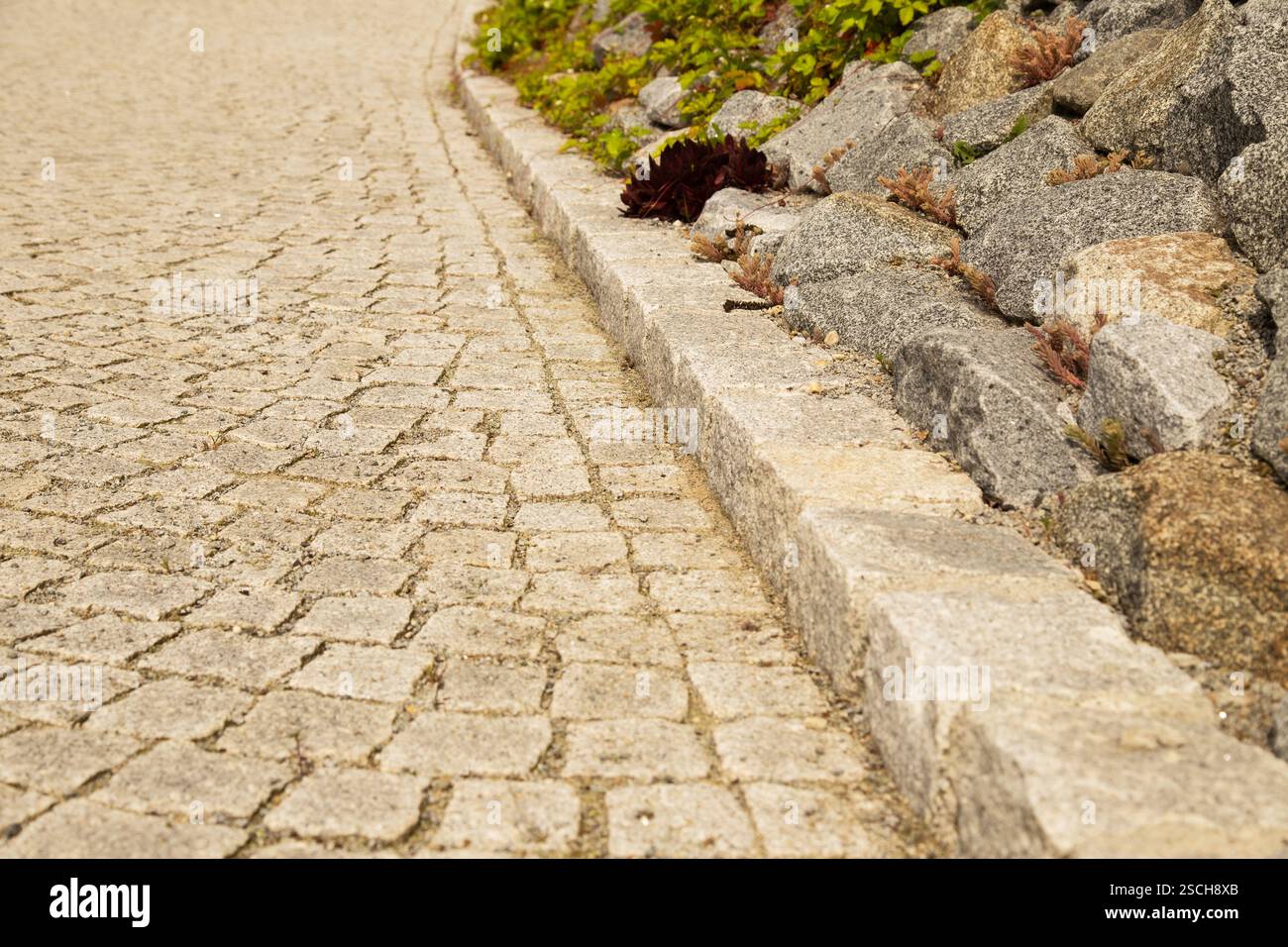 Close up of cobblestone pavement with green moss between bricks next to ...