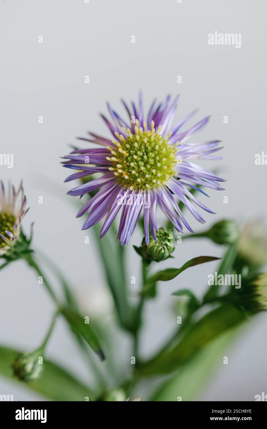 A Close-up of a Purple Aster Stock Photo - Alamy