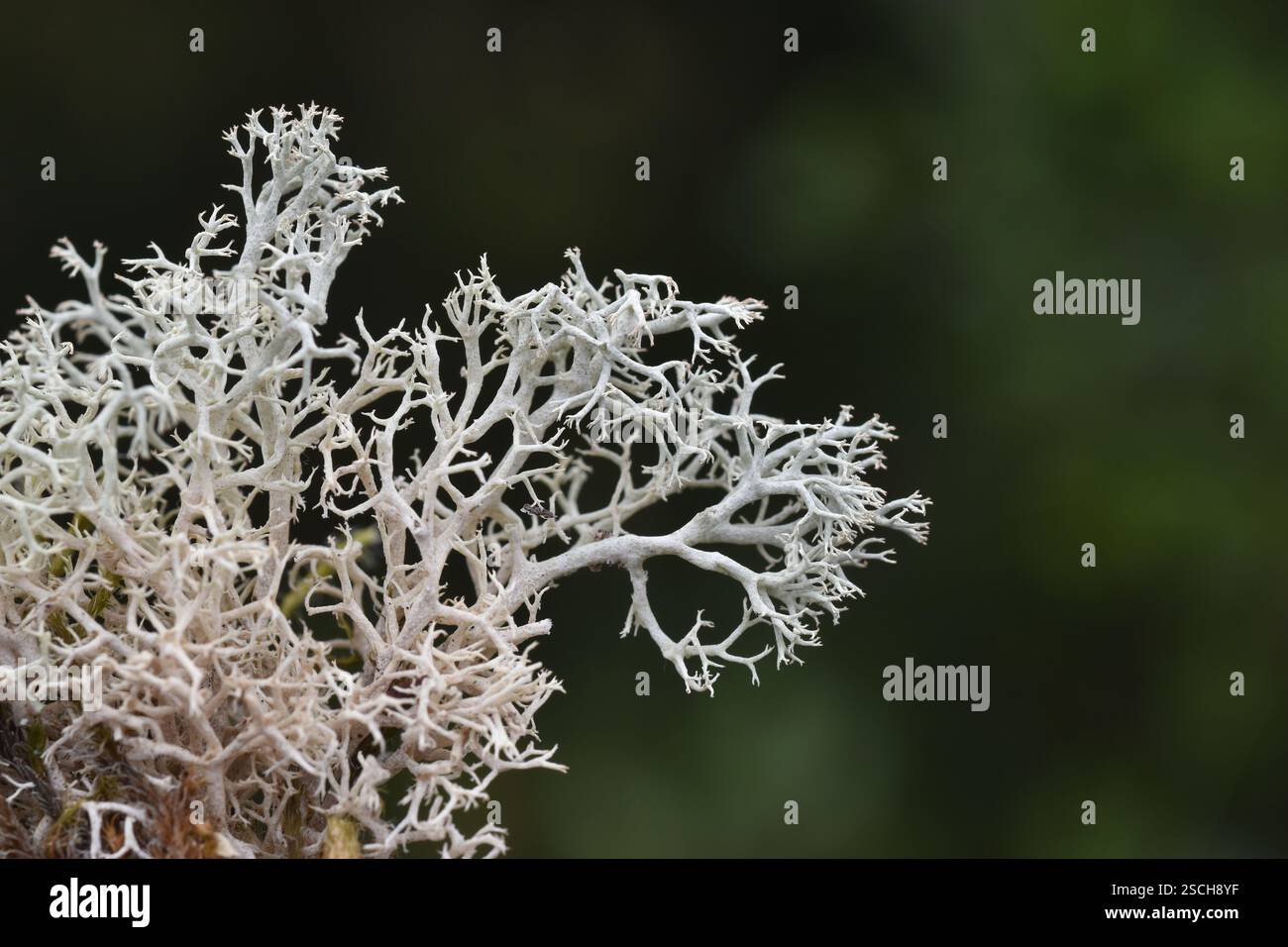 Detail of the fruticose lichen Cladonia rangiformis Stock Photo - Alamy