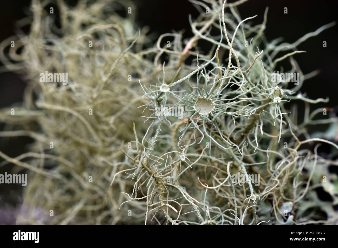 Apothecia of the fruticose lichen Usnea sp Stock Photo - Alamy