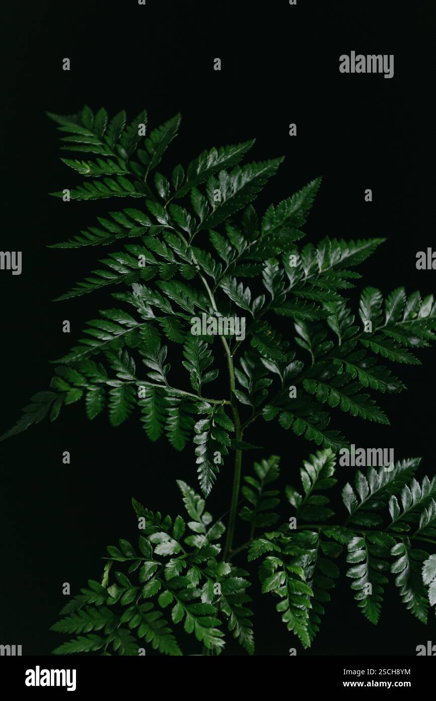 Green Fern with Dramatic Lighting Stock Photo - Alamy