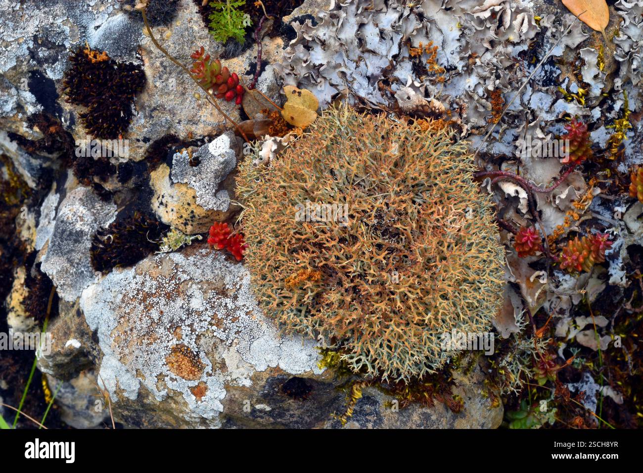 The fruticose lichen Cladonia rangiformis on a limestone soil Stock ...