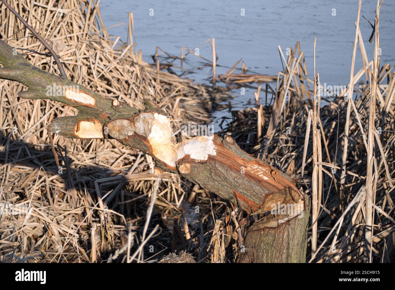 Tree gnawed through by beaver, illustration of beaver damage. Tree ...