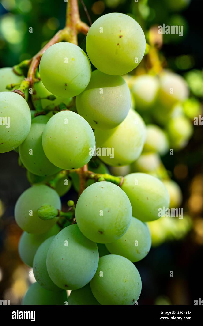 Bunches of fresh green grapes are clustered on vines in a sunlit ...