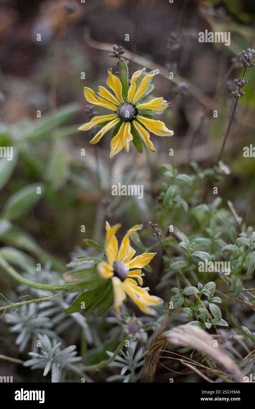Yellow daisy on winter morning Stock Photo - Alamy