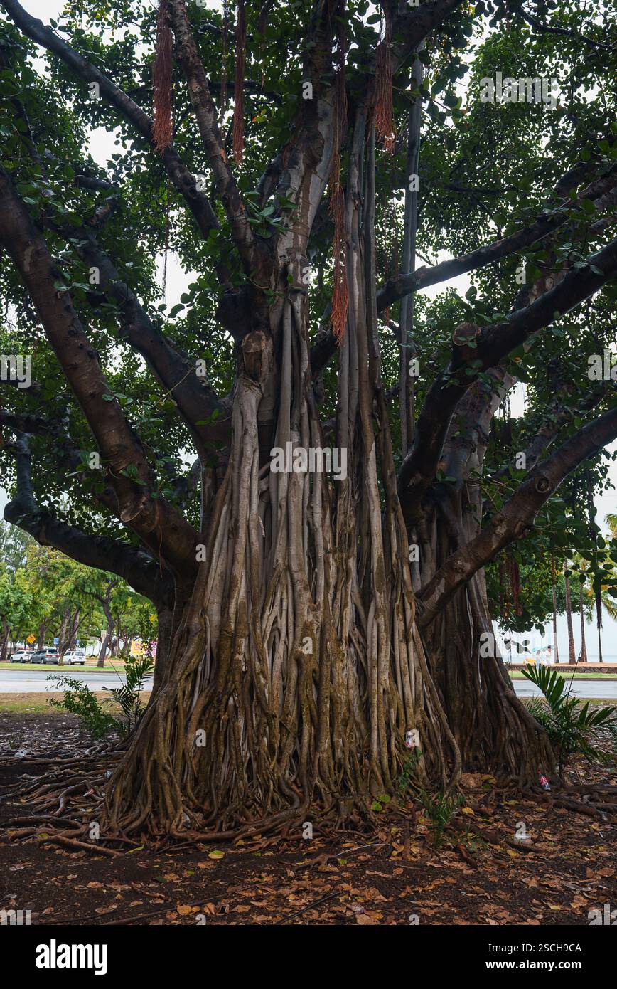 Large Banyan Tree with Aerial Roots in a Tropical Park Setting Stock ...
