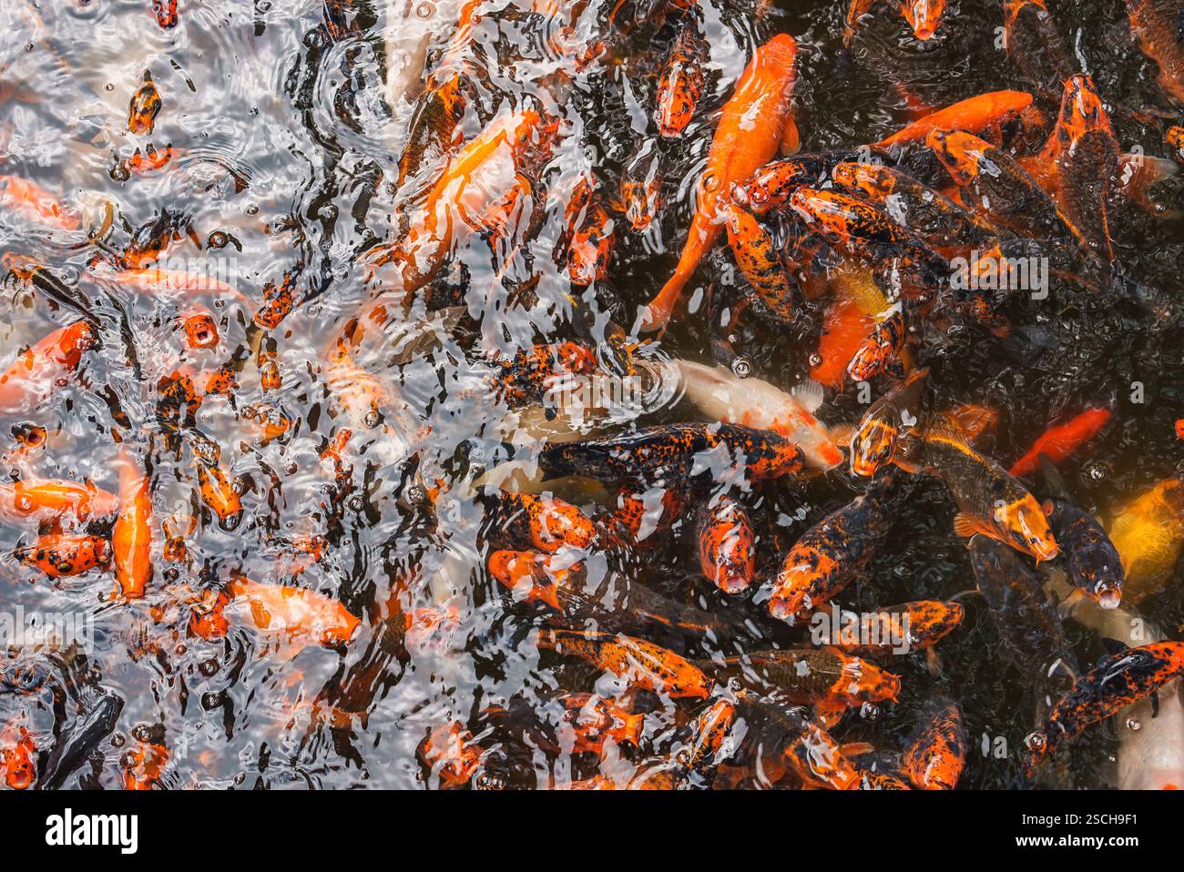 Koi byodo in temple hi-res stock photography and images - Alamy