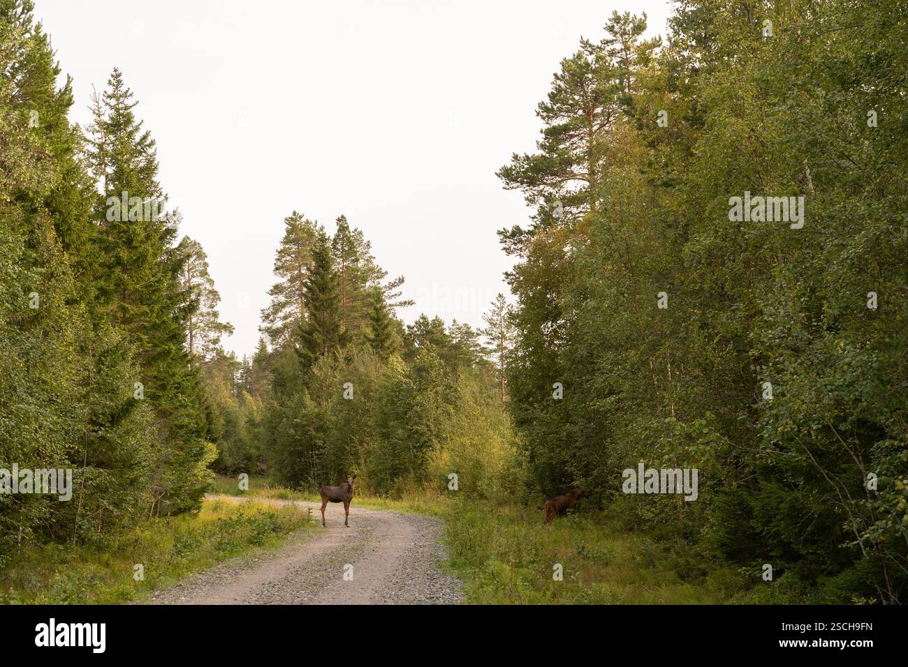 Swedish flora exploration hi-res stock photography and images - Alamy
