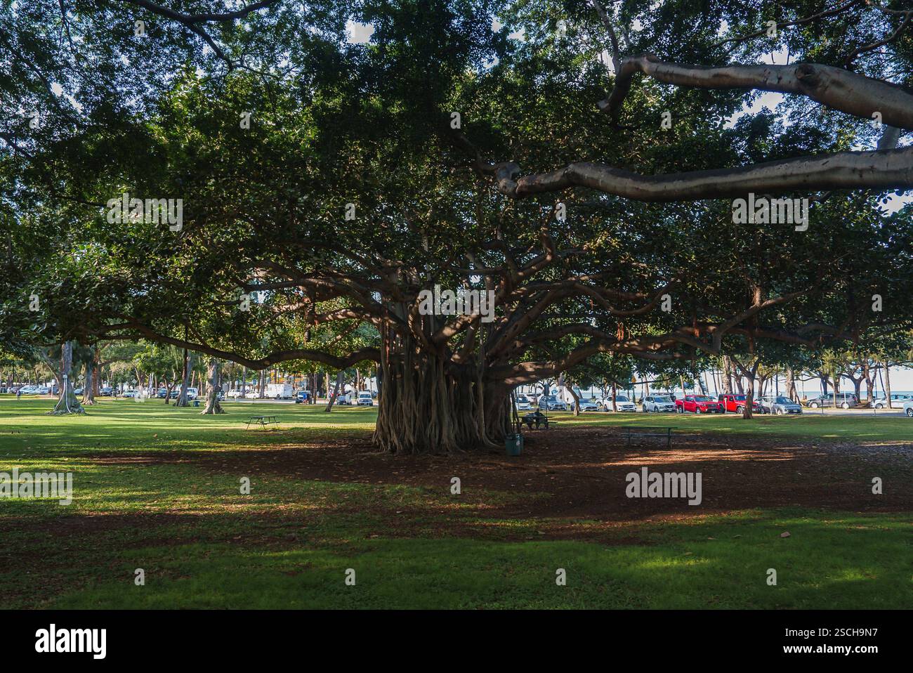 Large Banyan Tree with Aerial Roots in a Coastal Park in Hawaii Stock ...