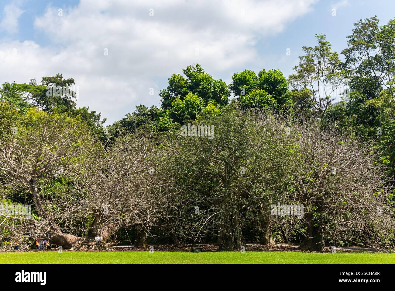 Landscaping view of a huge size Baobab tree planted on the ground ...