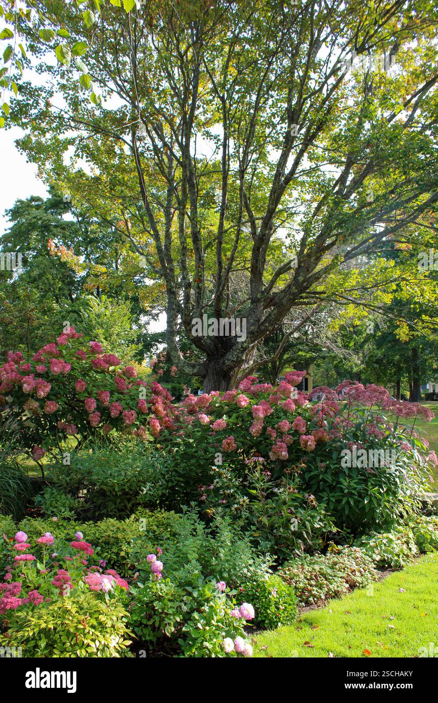 Tall tree surrounded hi-res stock photography and images - Alamy