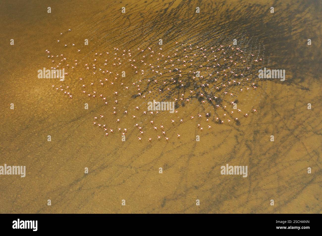 An aerial shot captures greater flamingos occupying the Toledo lagoons ...