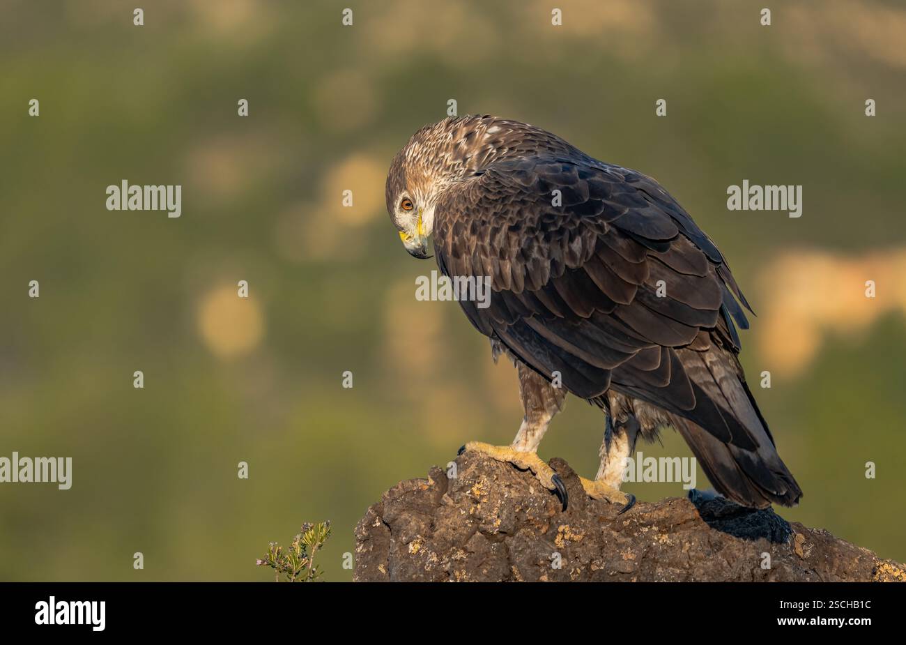 Majestic golden eagle stands hi-res stock photography and images - Alamy