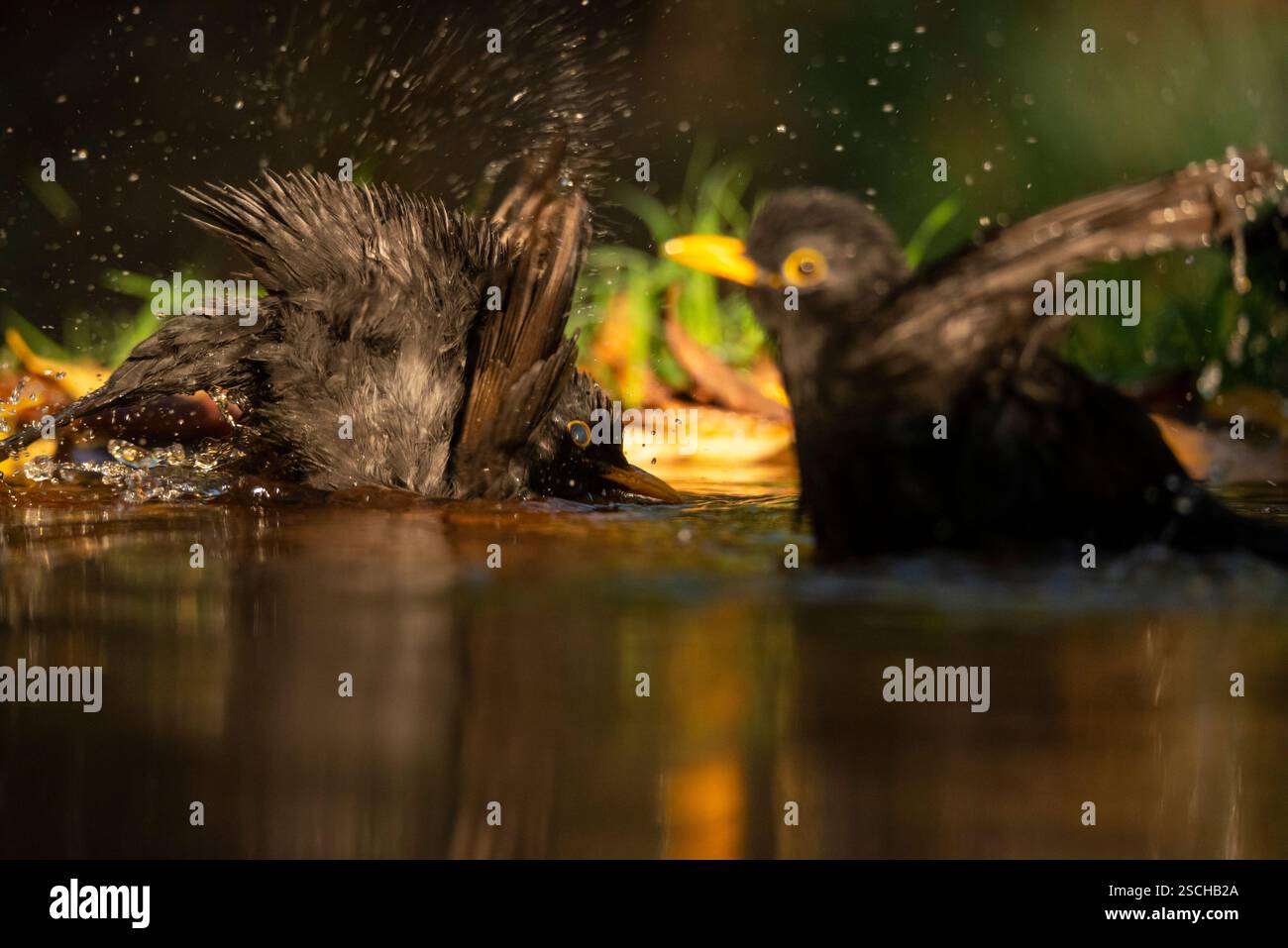 Two common blackbirds, Turdus merula, splashing water around as they ...