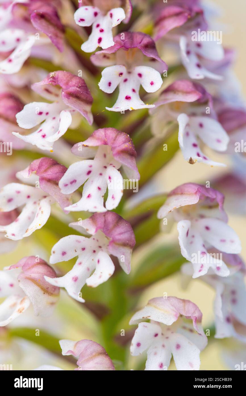Showcasing delicate white markings hi-res stock photography and images ...