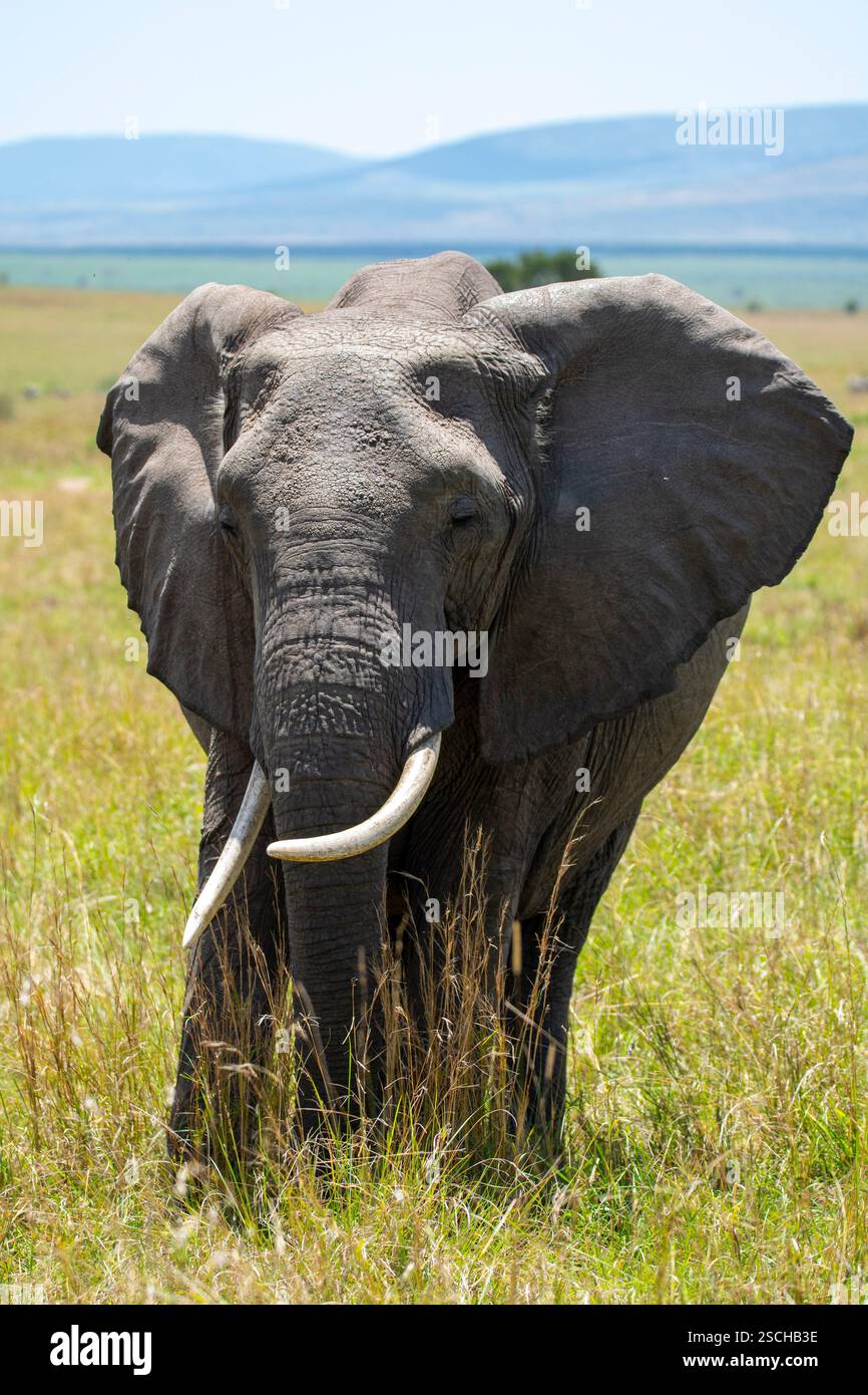 African elephant stands majestically hi-res stock photography and ...
