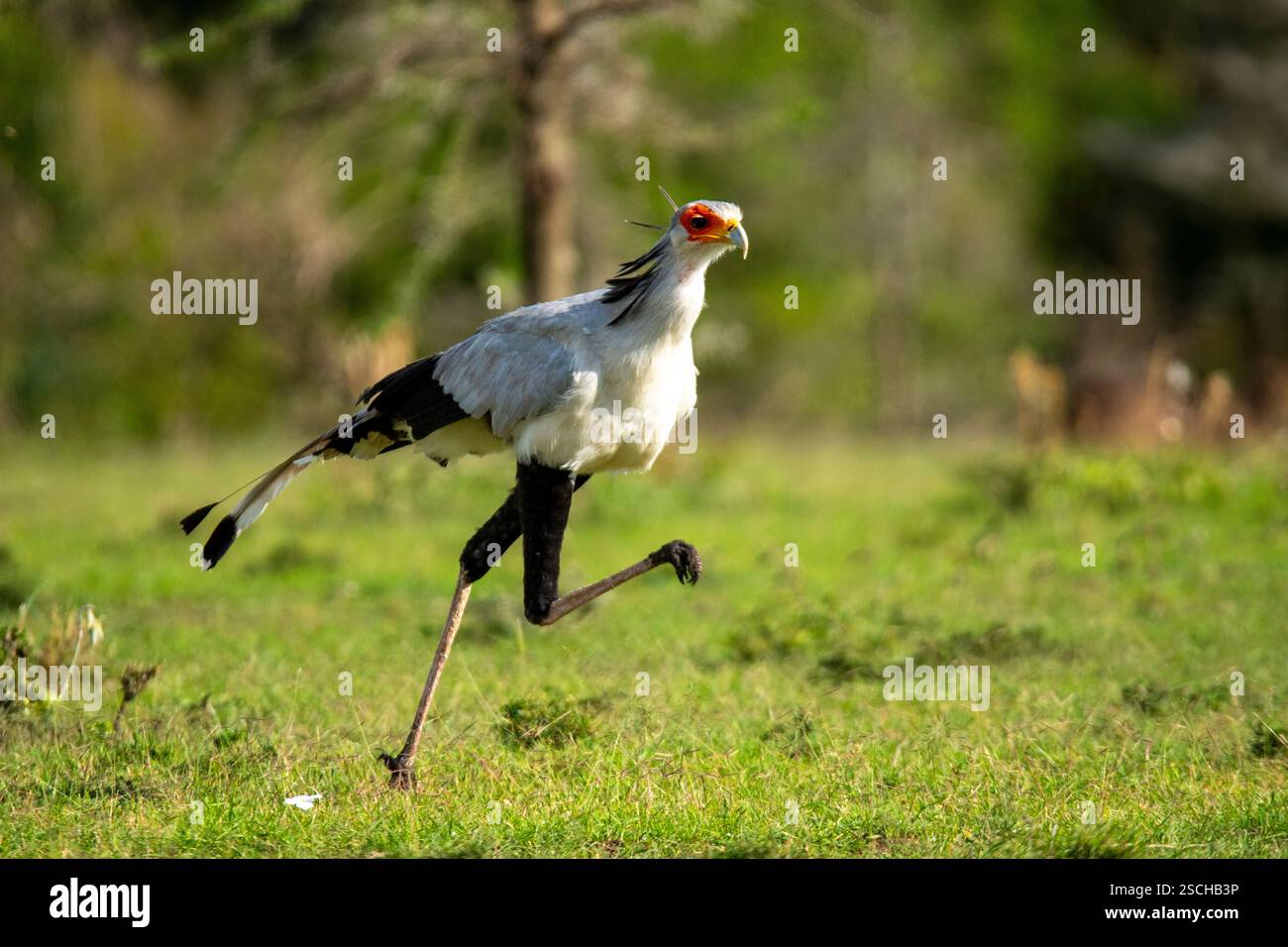 A striking secretary bird with its long legs confidently strides across ...