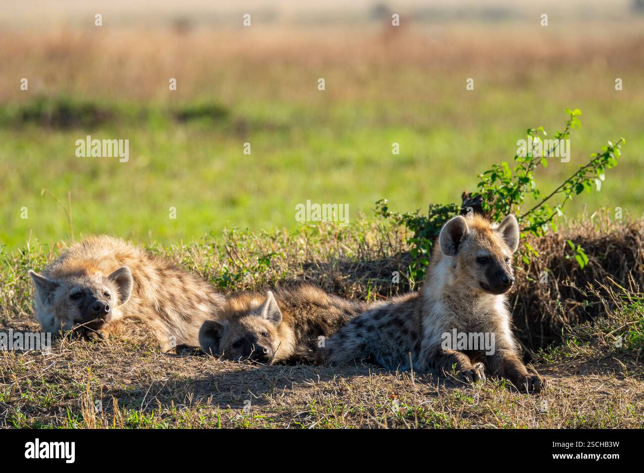 A trio of hyenas lounges on a sunny savannah, surrounded by lush ...