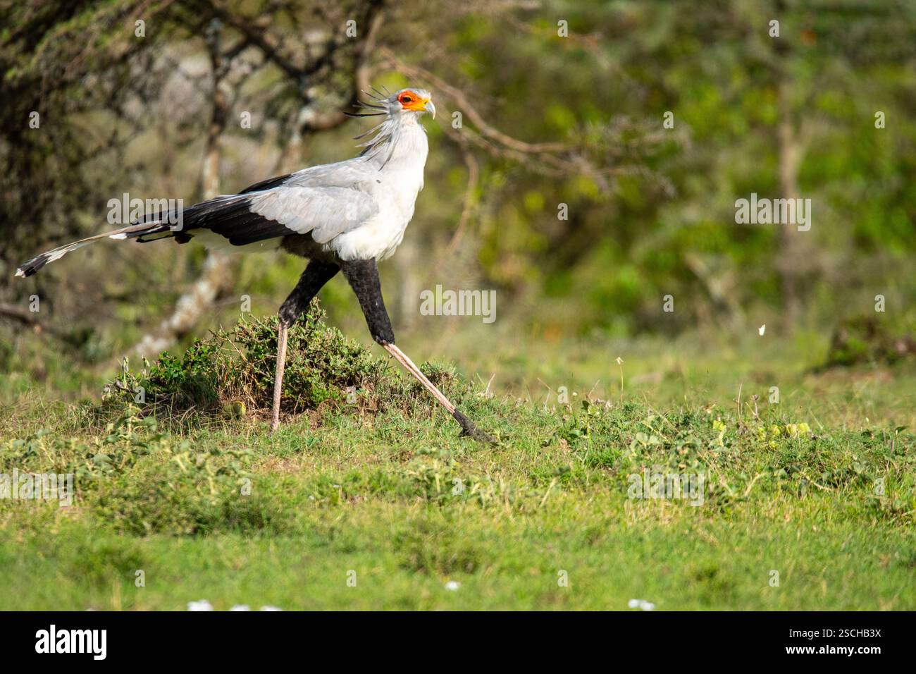 A secretary bird walks gracefully across the lush savannah landscape in ...