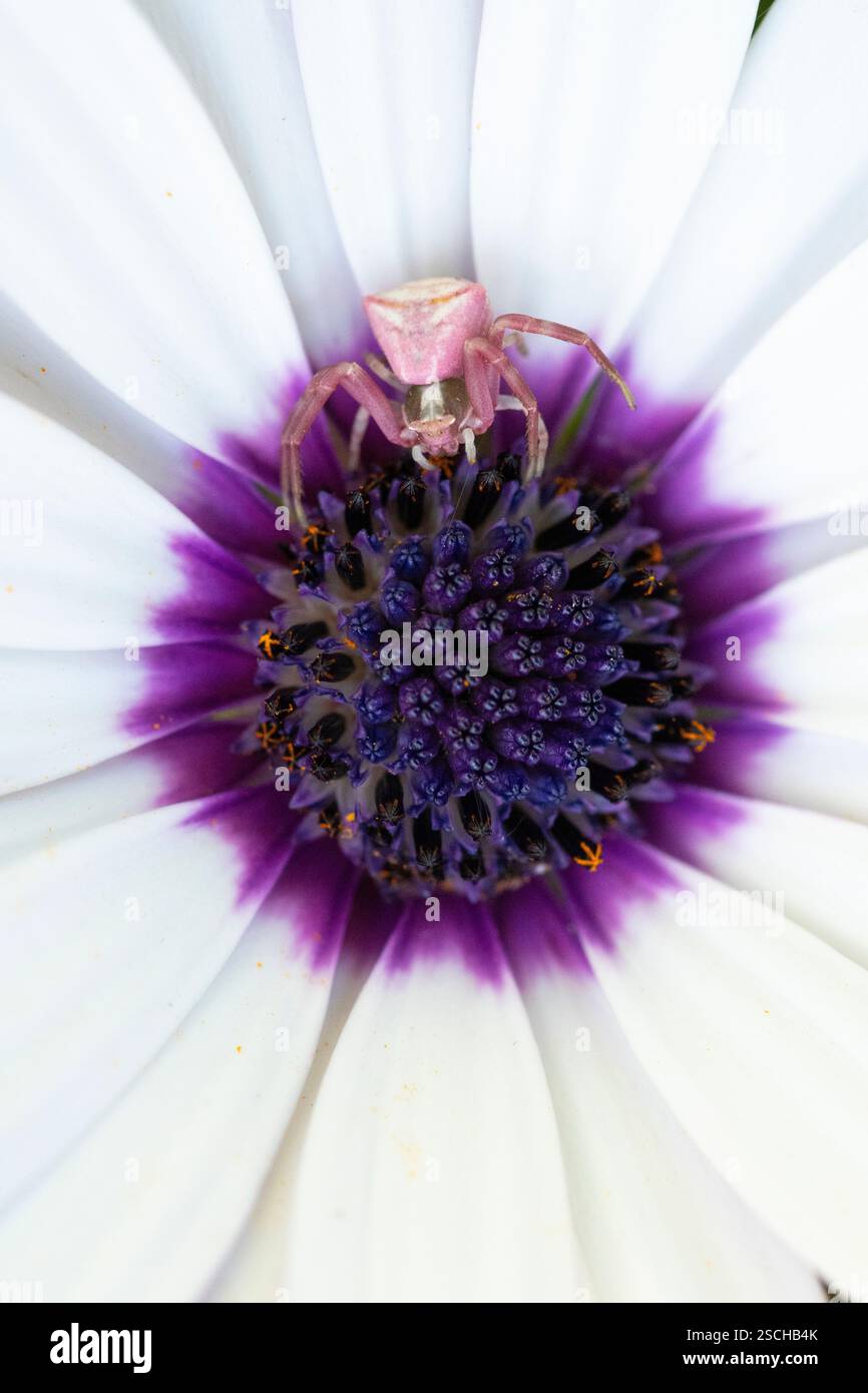 A pink crab spider rests at the center of an African daisy ...