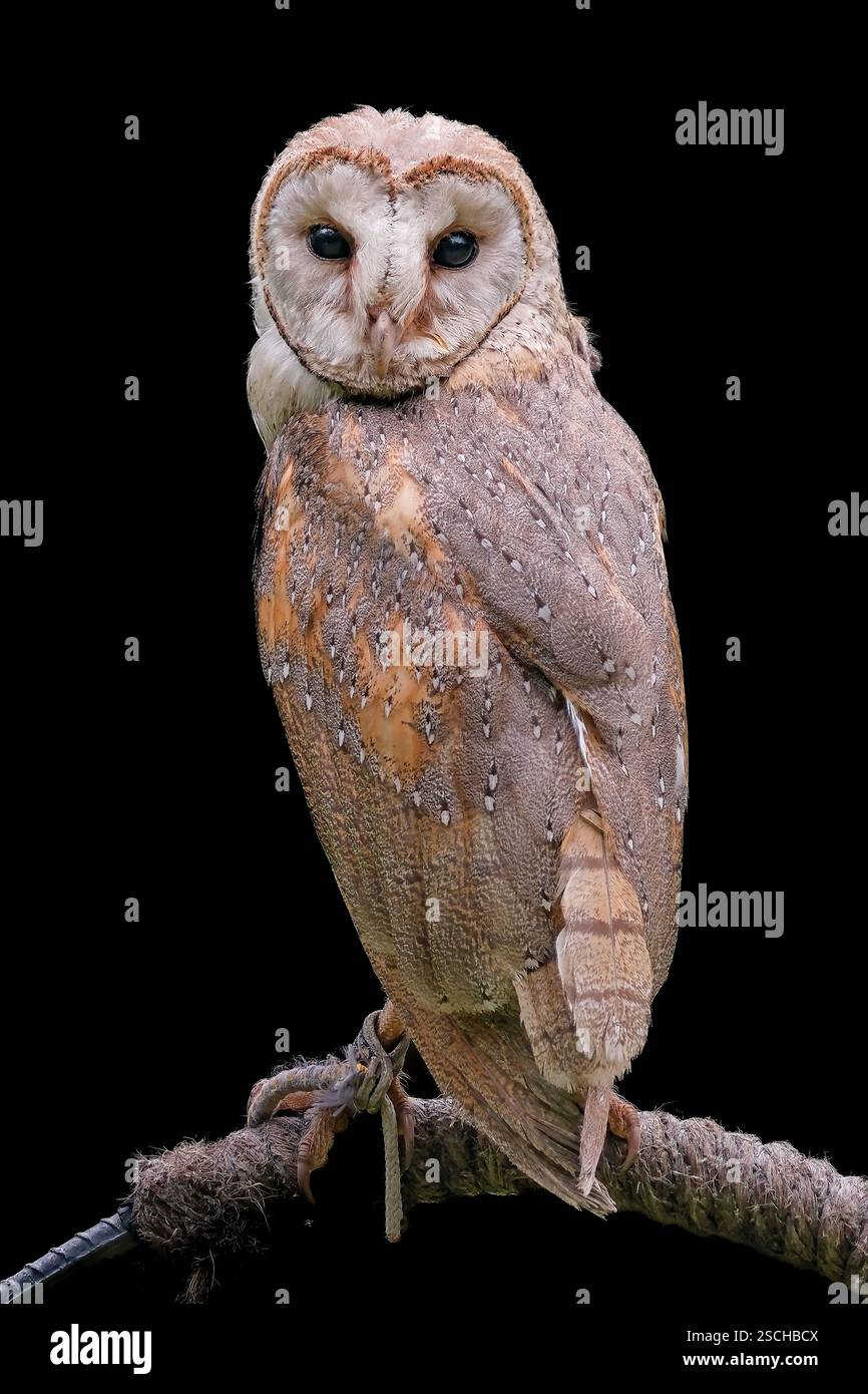 Portrait of the Western barn owl on black background Stock Photo - Alamy