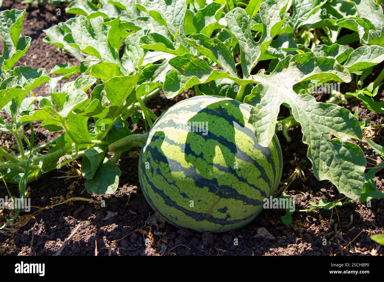 Field watermelons hi-res stock photography and images - Alamy