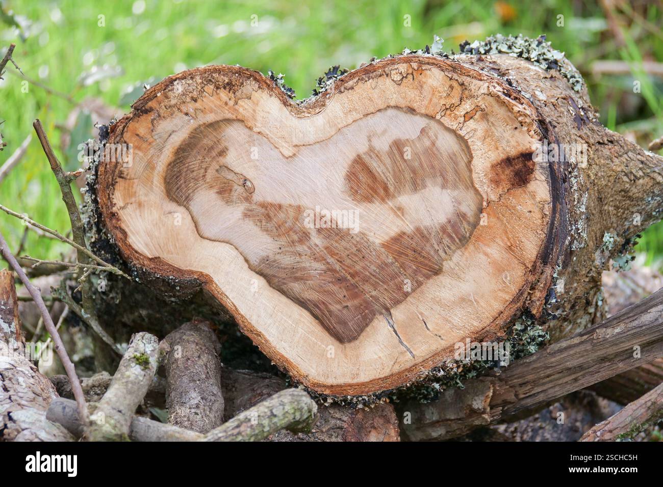 A tree stump reveals a natural heart shape within its rings, showcasing ...