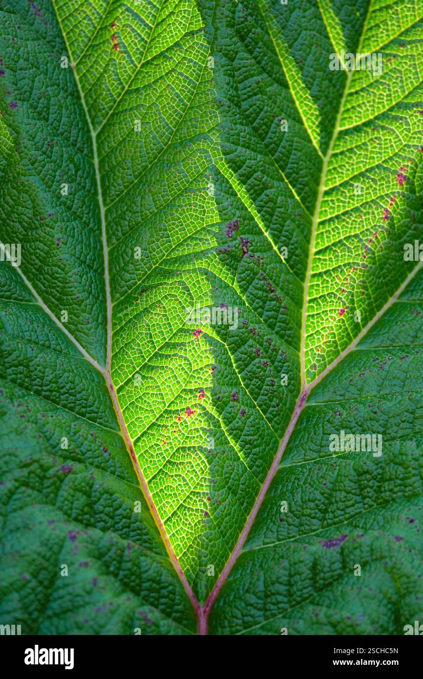 A detailed close up of a vibrant green leaf, showcasing its intricate ...