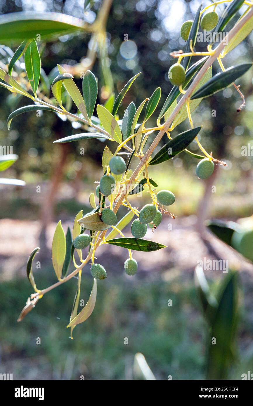 Sunlit close-up of ripe olives hanging from a branch, set against a ...