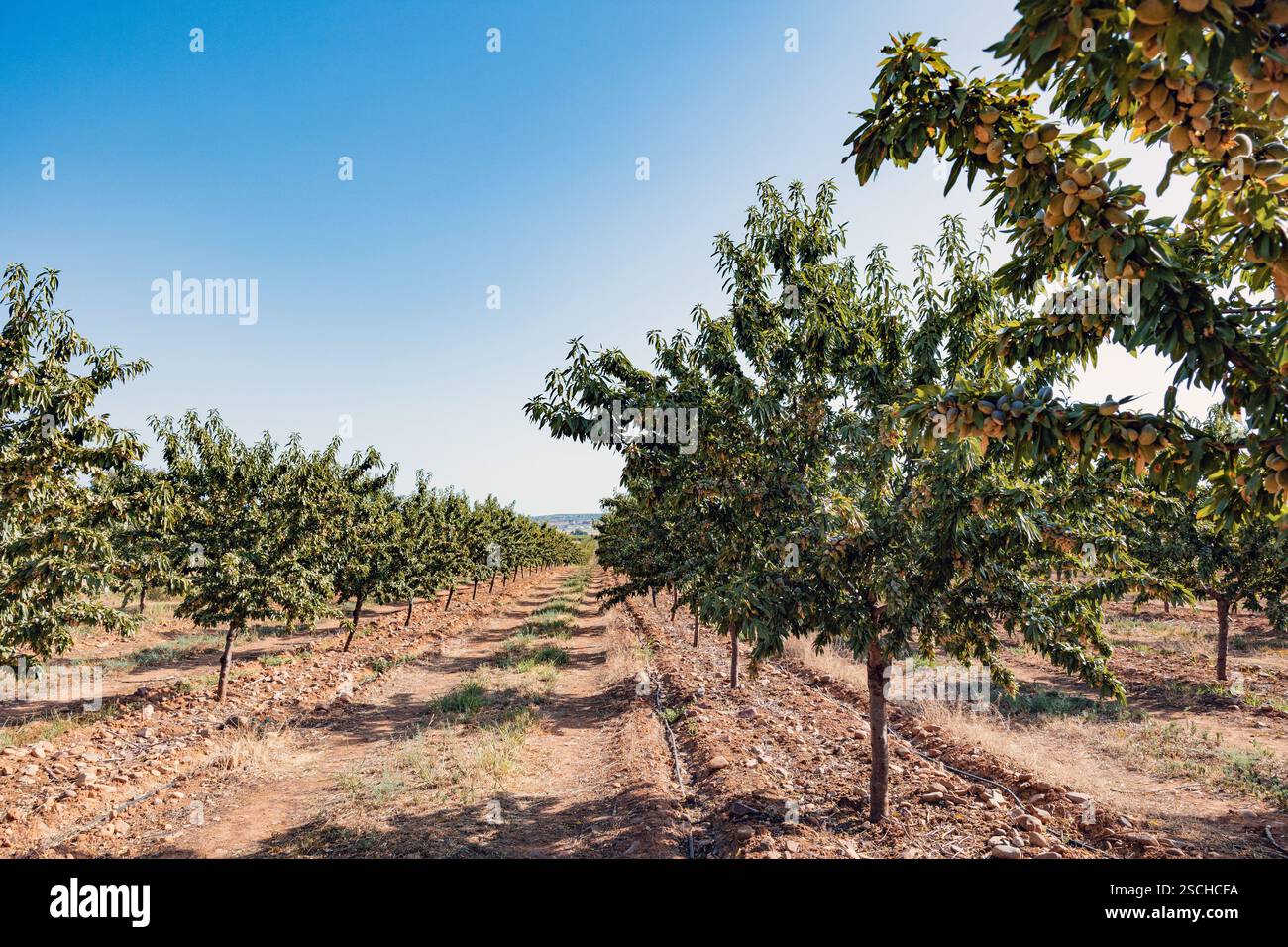 Almond trees are lined up in a sunlit orchard under clear blue skies ...