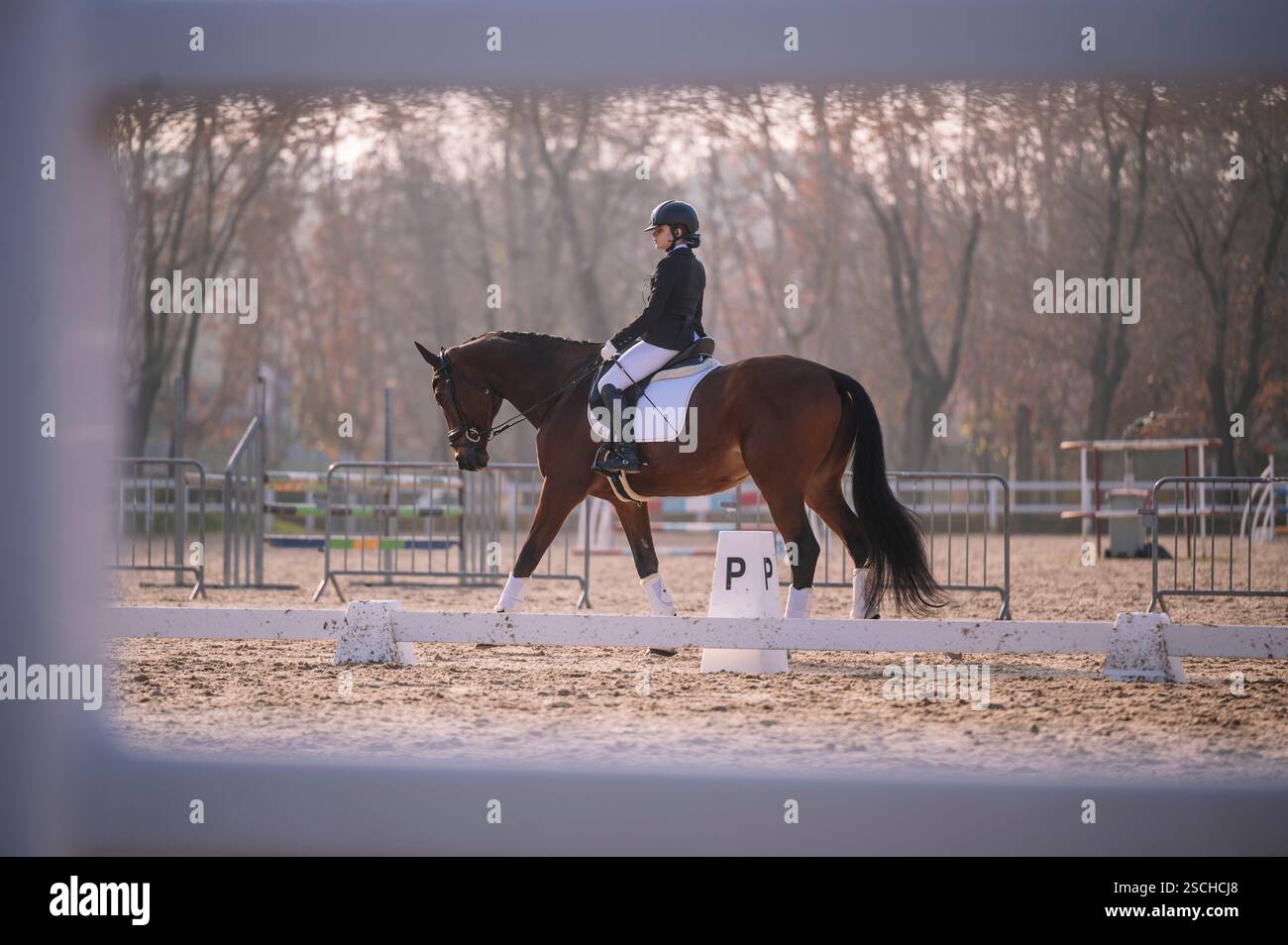 A rider performs classical dressage on a brown horse in an outdoor ...