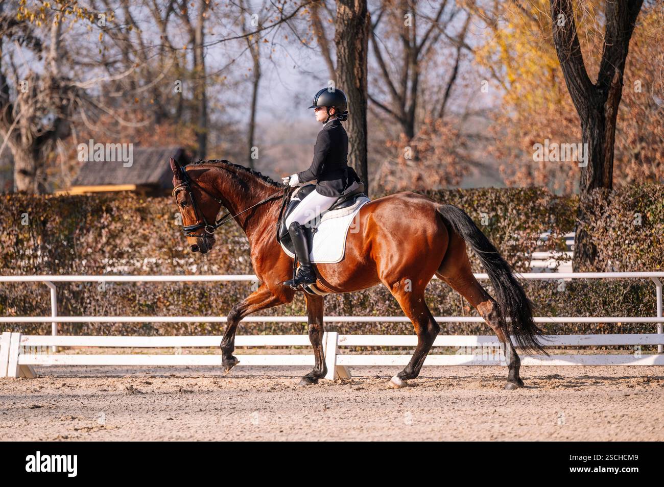 A skilled equestrian expertly guides a horse in a classical dressage ...