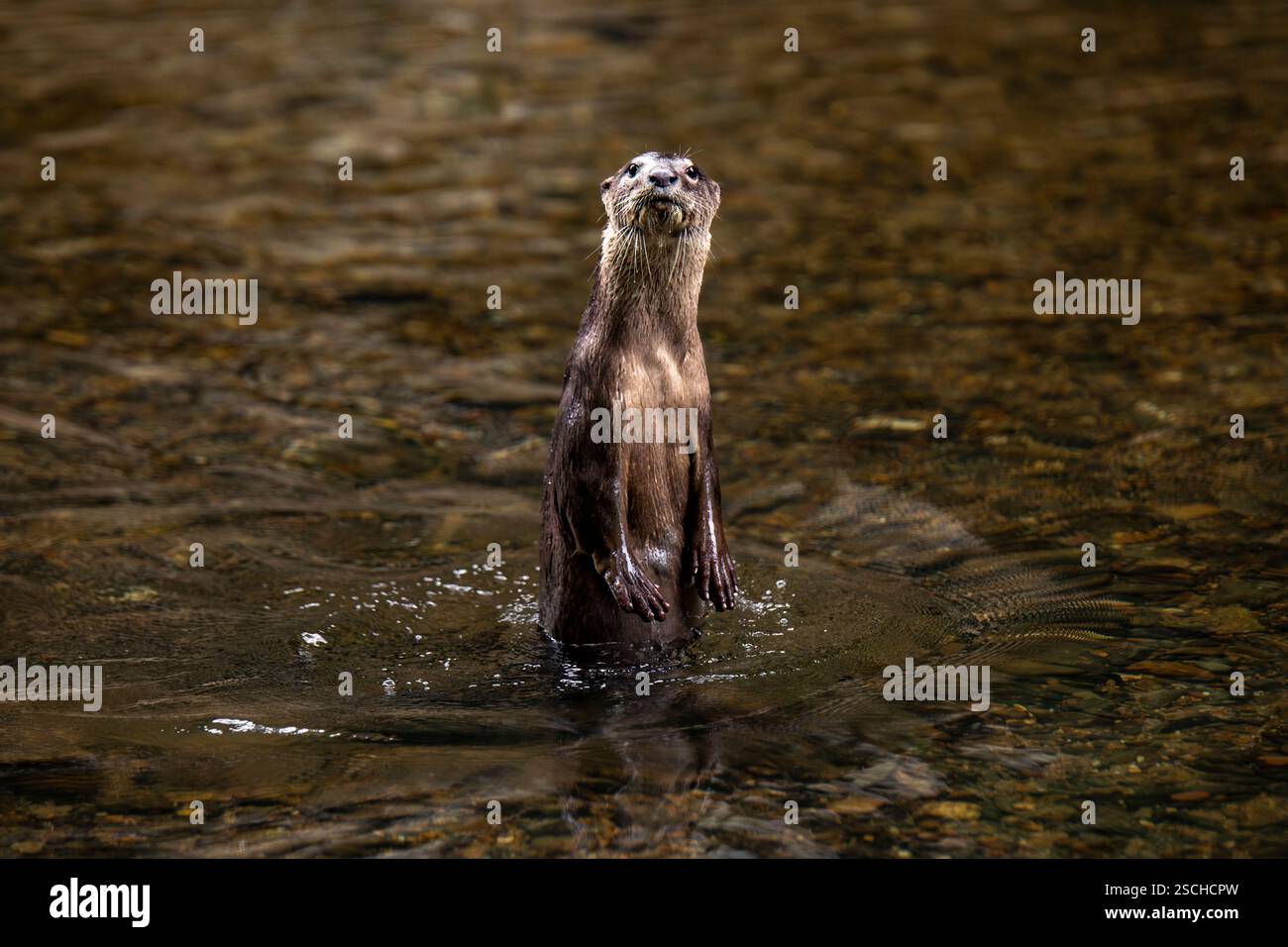 A single nutria stands alert in the clear waters of Khao Sok National ...