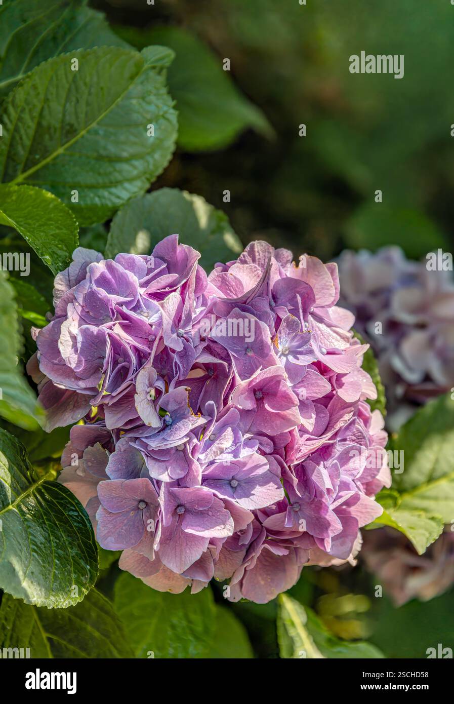 Hydrangea flowers (Hydranges Macrophylla) "Rathen" at Landschloss ...
